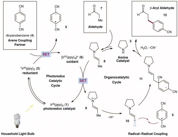 Photoredox Activation For The Direct β Arylation Of Ketones And